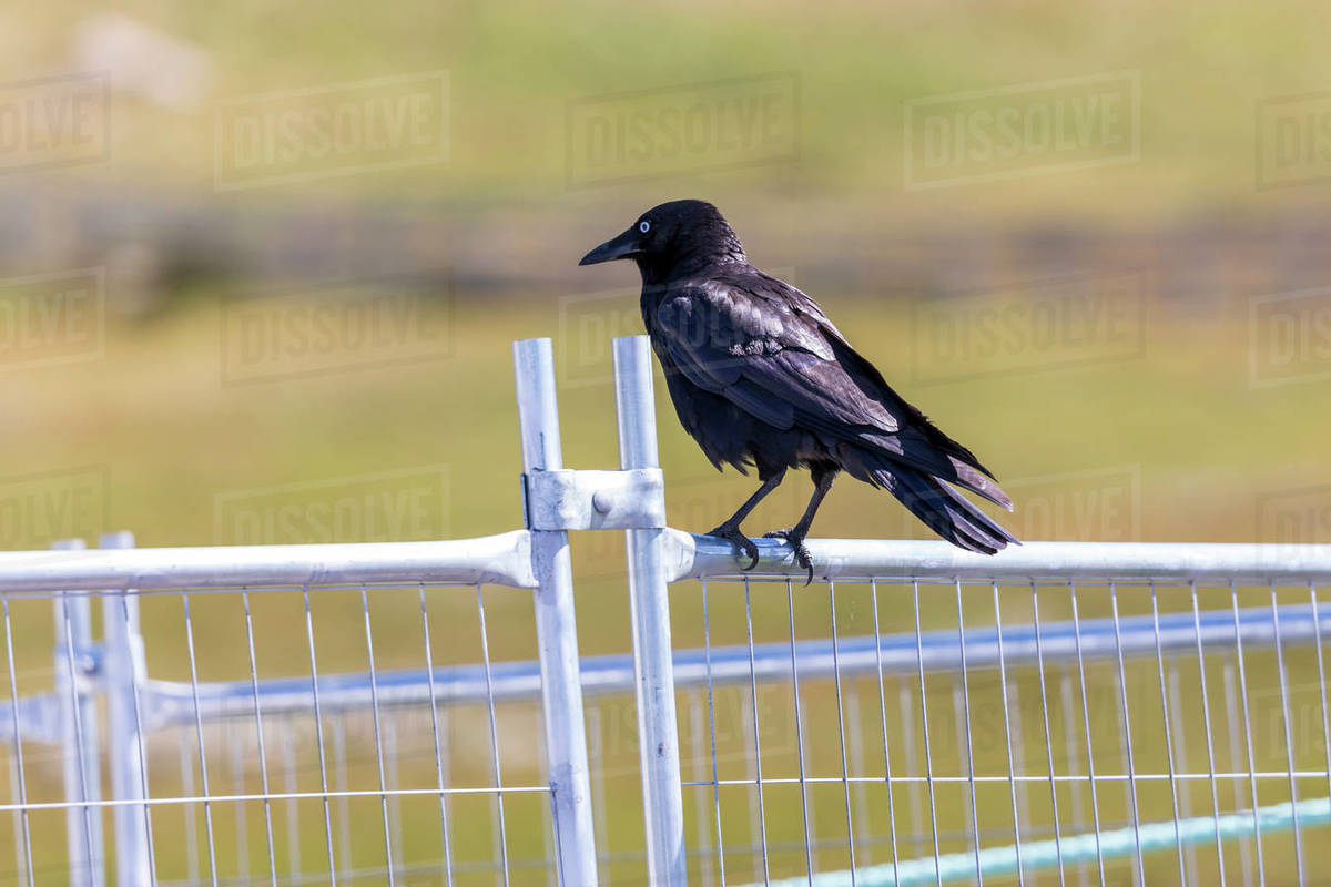 Photograph of a black crow sitting on a galvanised steel fence in the ...