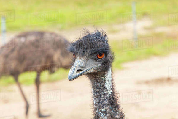 Close up portrait photograph of the head and neck of an Australian Emu ...