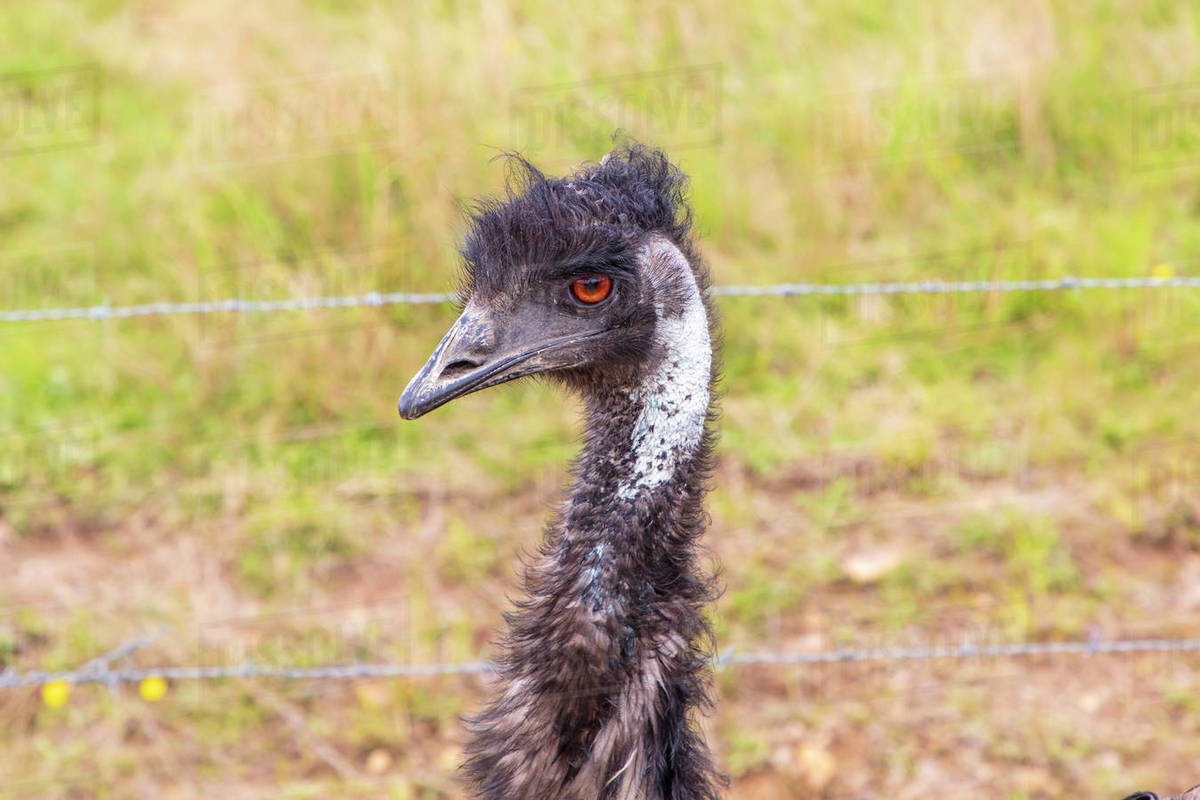 Close up portrait photograph of the head and neck of an Australian Emu ...