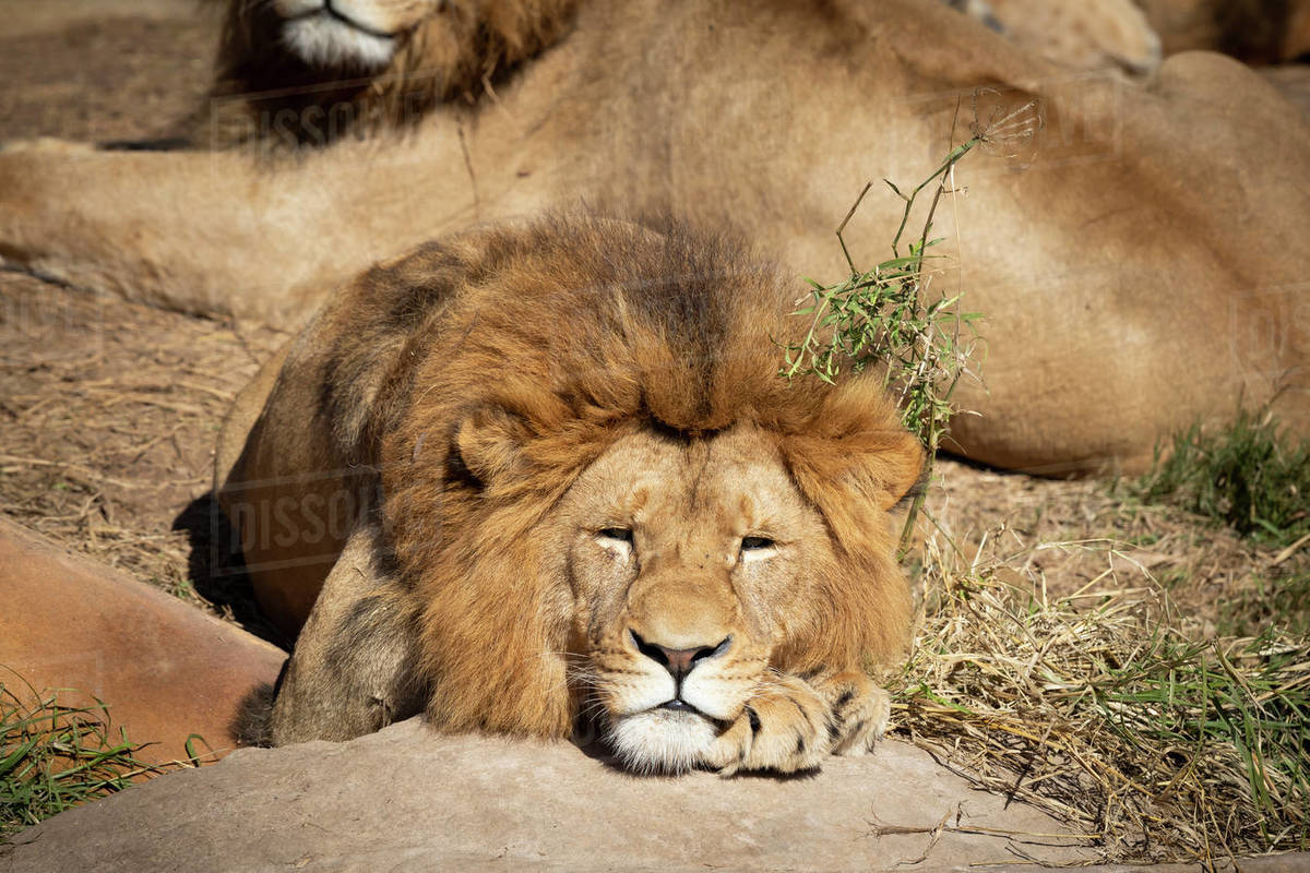 A male Lion relaxing in the sunshine - Royalty-free Stock Photo | Dissolve