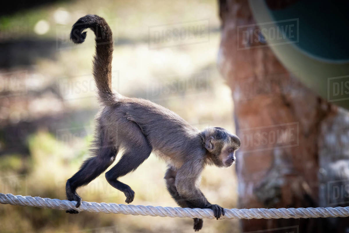 A Tufted Capuchin monkey walking on a rope in the sunshine - Royalty ...