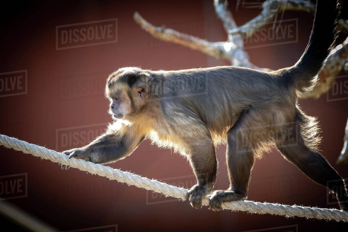 A Tufted Capuchin monkey walking on a rope in the sunshine - Royalty ...