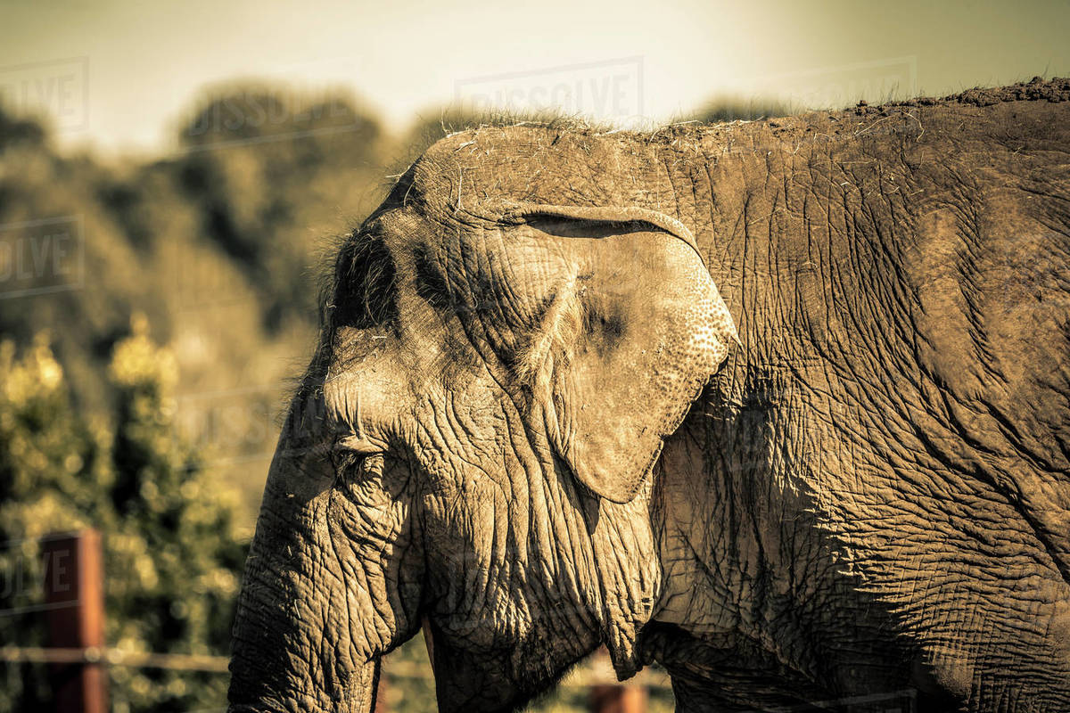 Close up of the ear and wrinkly skin of an elephant - Royalty-free ...