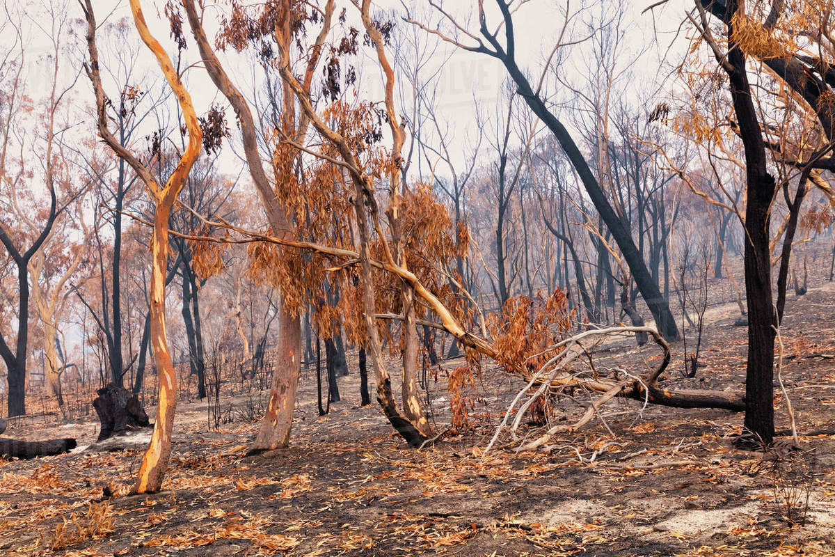 Bushfire burnt gum trees in The Blue Mountains in Australia - Royalty ...