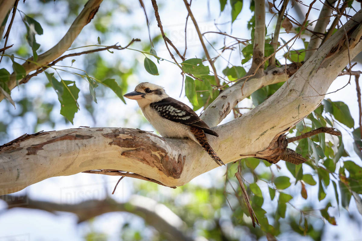 A Kookaburra bird sitting on a branch in a tree in the sunshine in ...