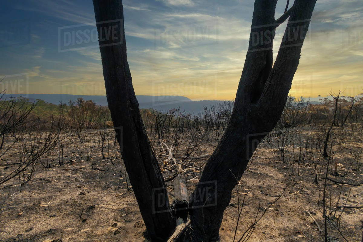 Gum trees burnt in the bushfires in The Blue Mountains in Australia ...
