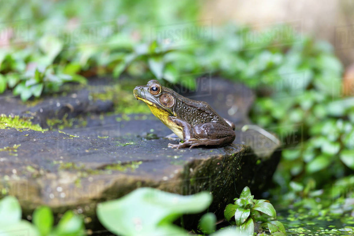 A Frog sitting on a rock in a garden pond surrounded by green leaves ...