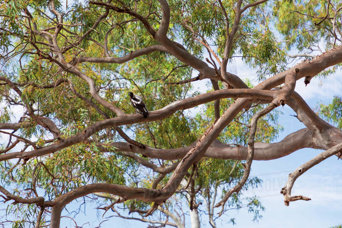 A Magpie sitting in a Gum Tree with green leaves and brown branches ...