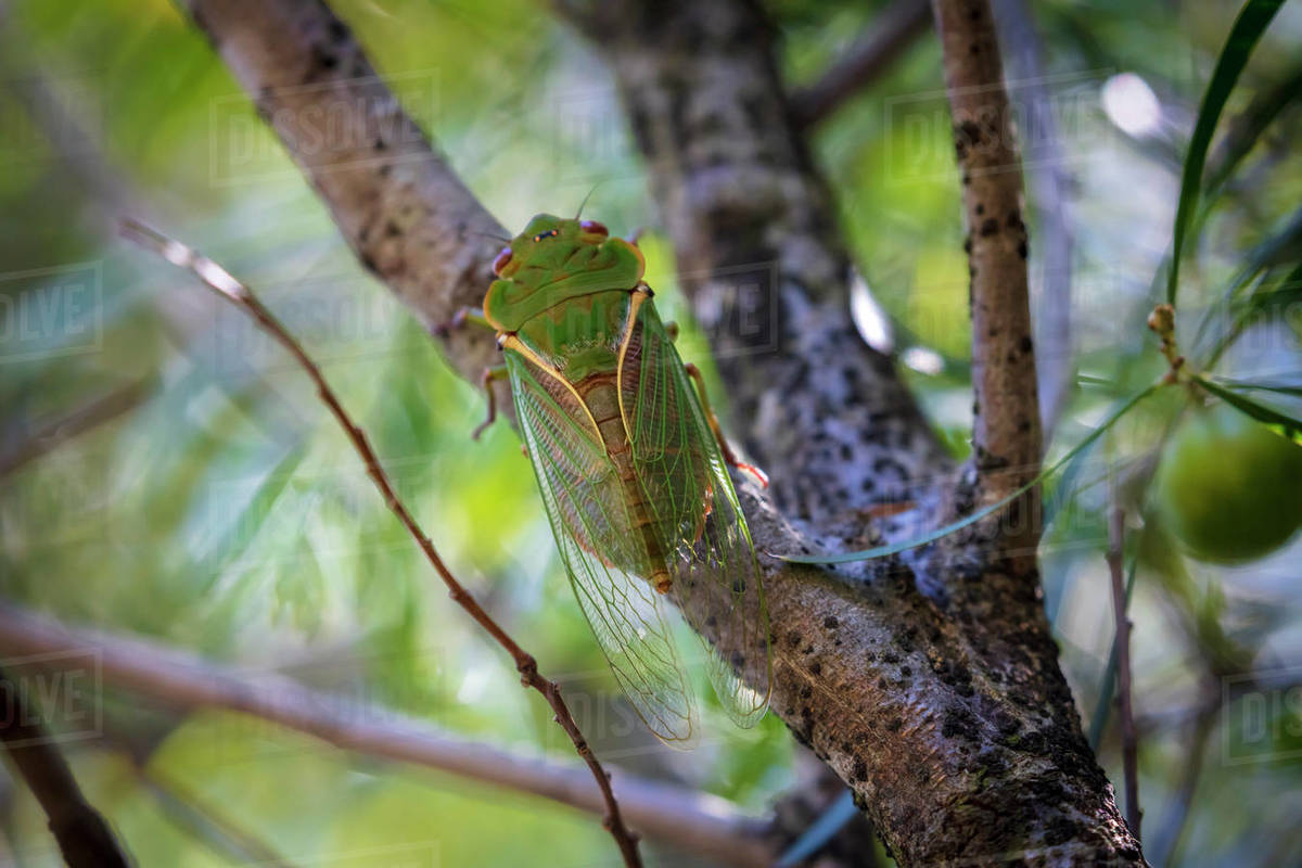 A green male Cicada making noise to attract a female during mating ...