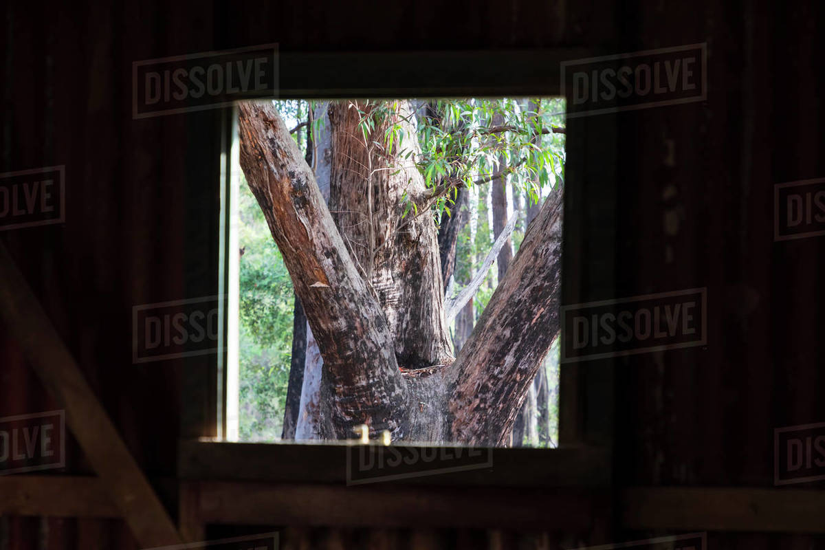 Inside an old building looking out the window at a forest of trees ...