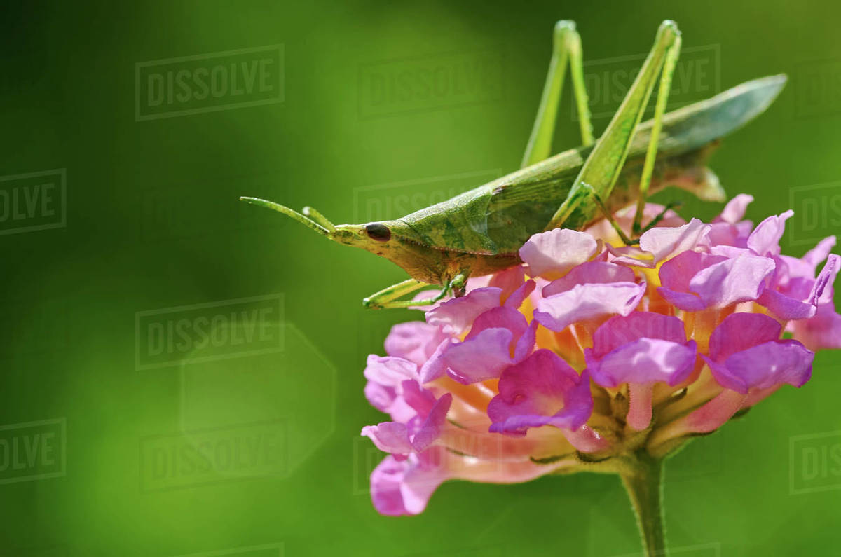 A grass hopper on the bunch of pink flower - Royalty-free Stock Photo ...