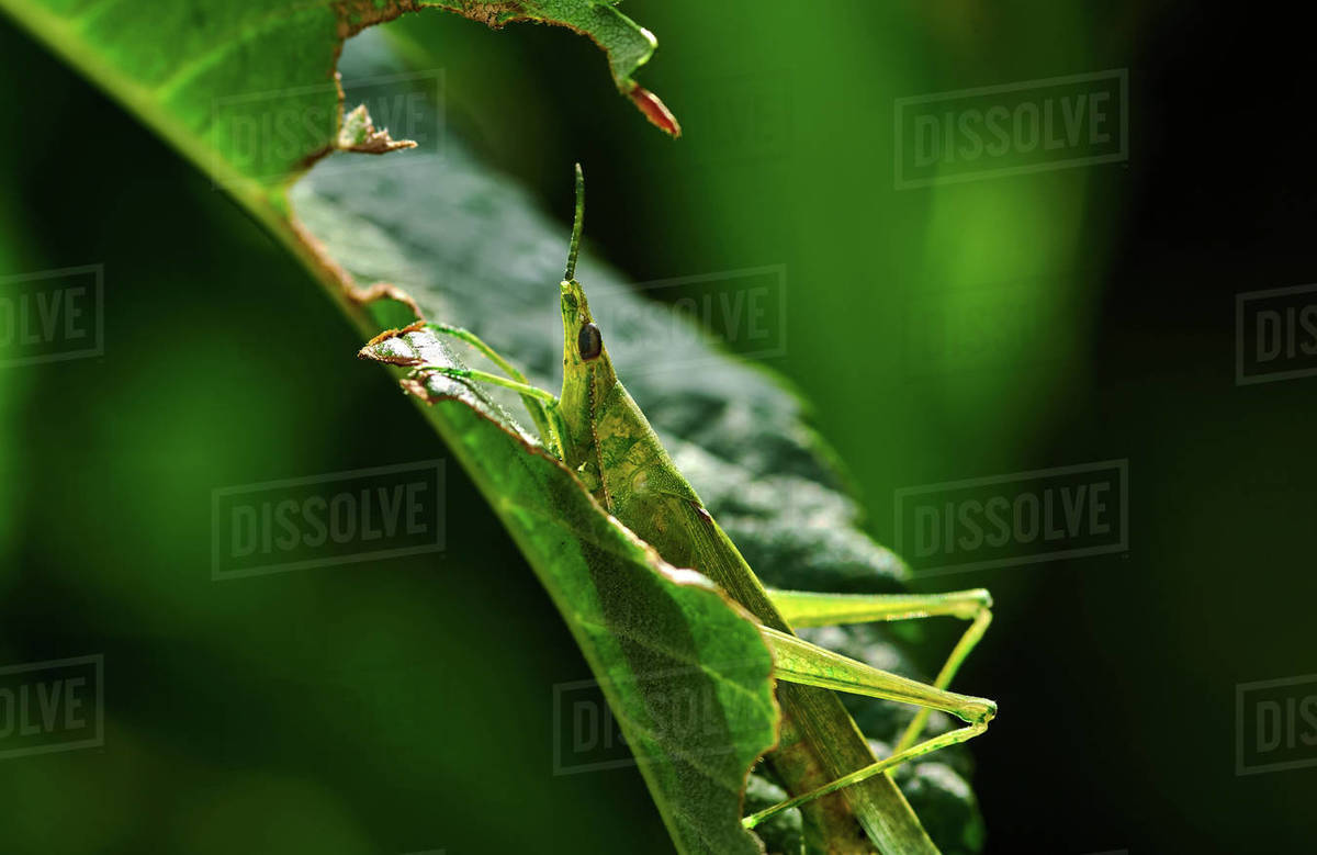A grasshopper on the green leaf after the rain - Stock Photo - Dissolve