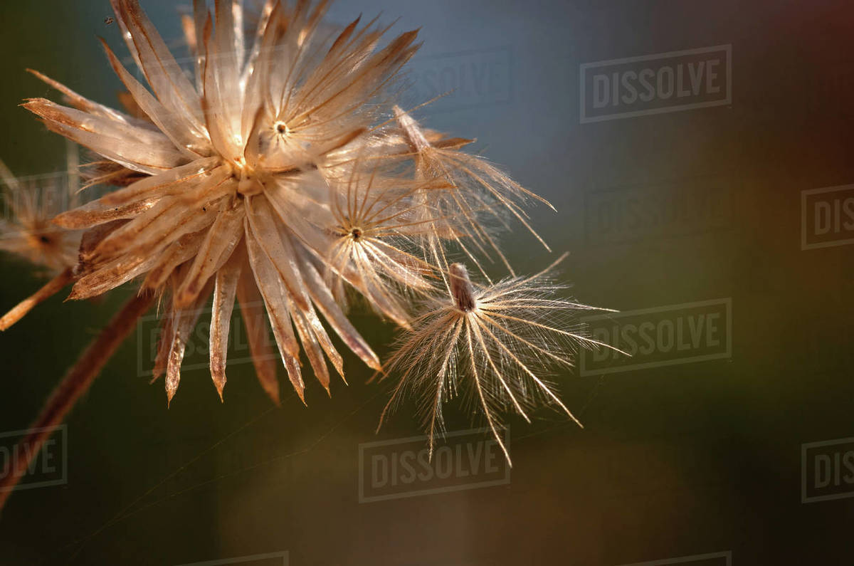 Close-up view of the dry seeds with fur - Royalty-free Stock Photo ...