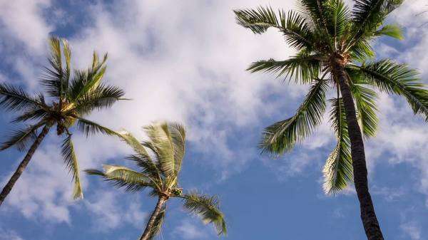 Timelapse video shows three palm trees blowing in the wind with fast ...