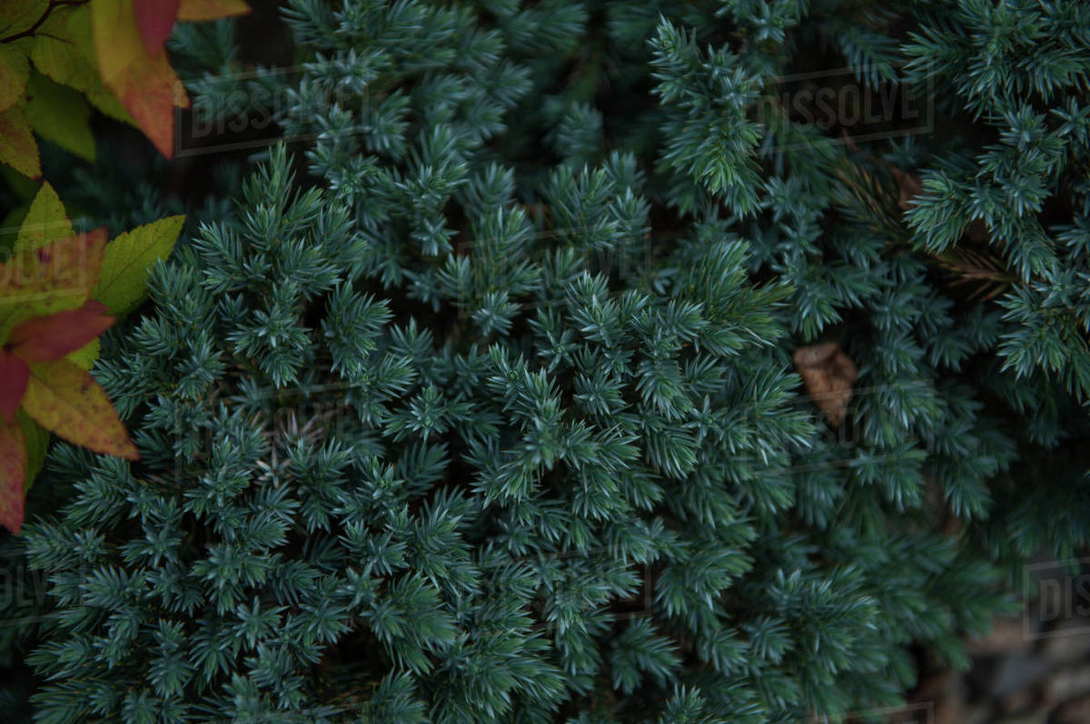 Background texture of fir tree branches for a christmas design ...