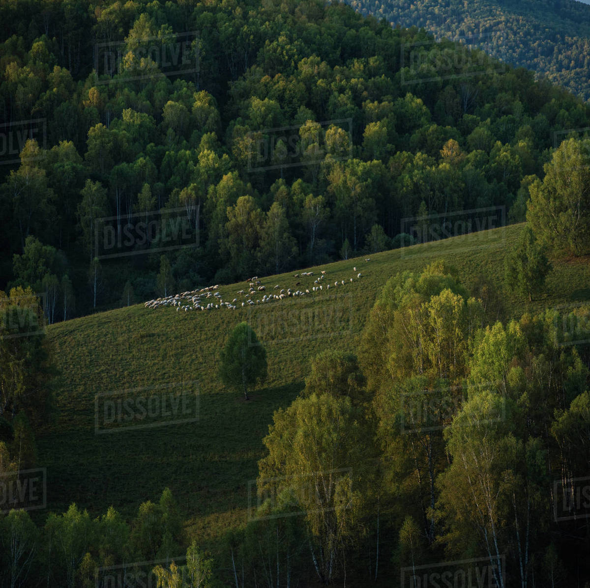 Herd of sheep in the forest and mountains, morning, Siberia, Russia ...