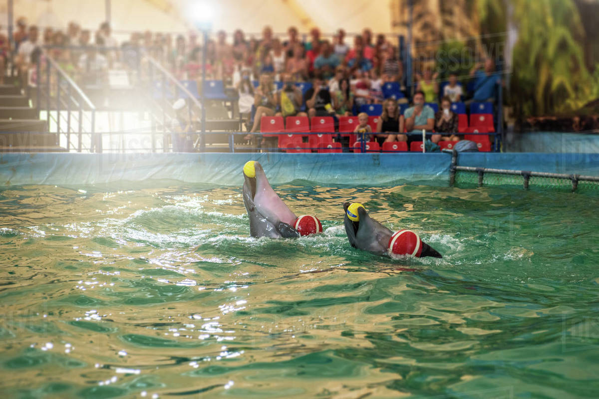 Two dolphins at dolphinarium on performance - Stock Photo - Dissolve