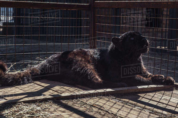 Portrait of the baby black puma in a zoo - Royalty-free Stock Photo ...