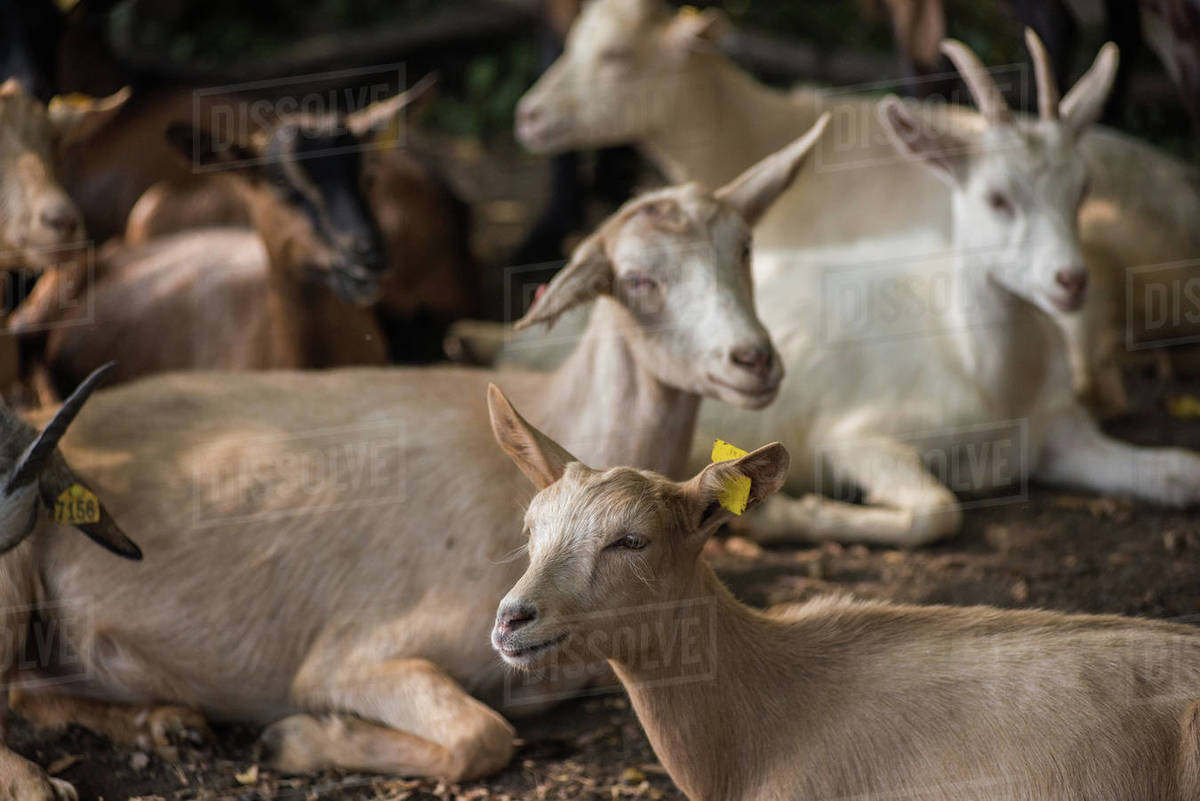 Photo of goat in farm background - Stock Photo - Dissolve