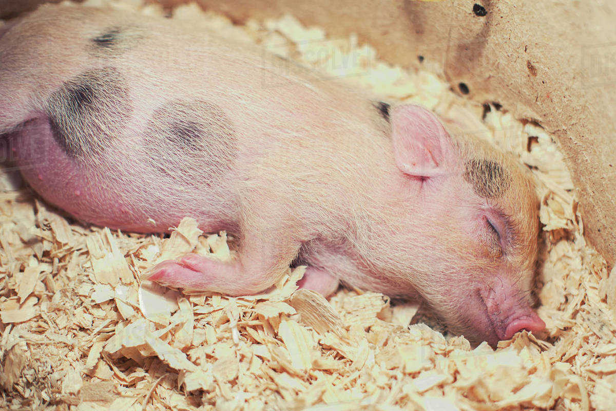 Photo of pretty sleeping piggy in sawdust - Royalty-free Stock Photo ...