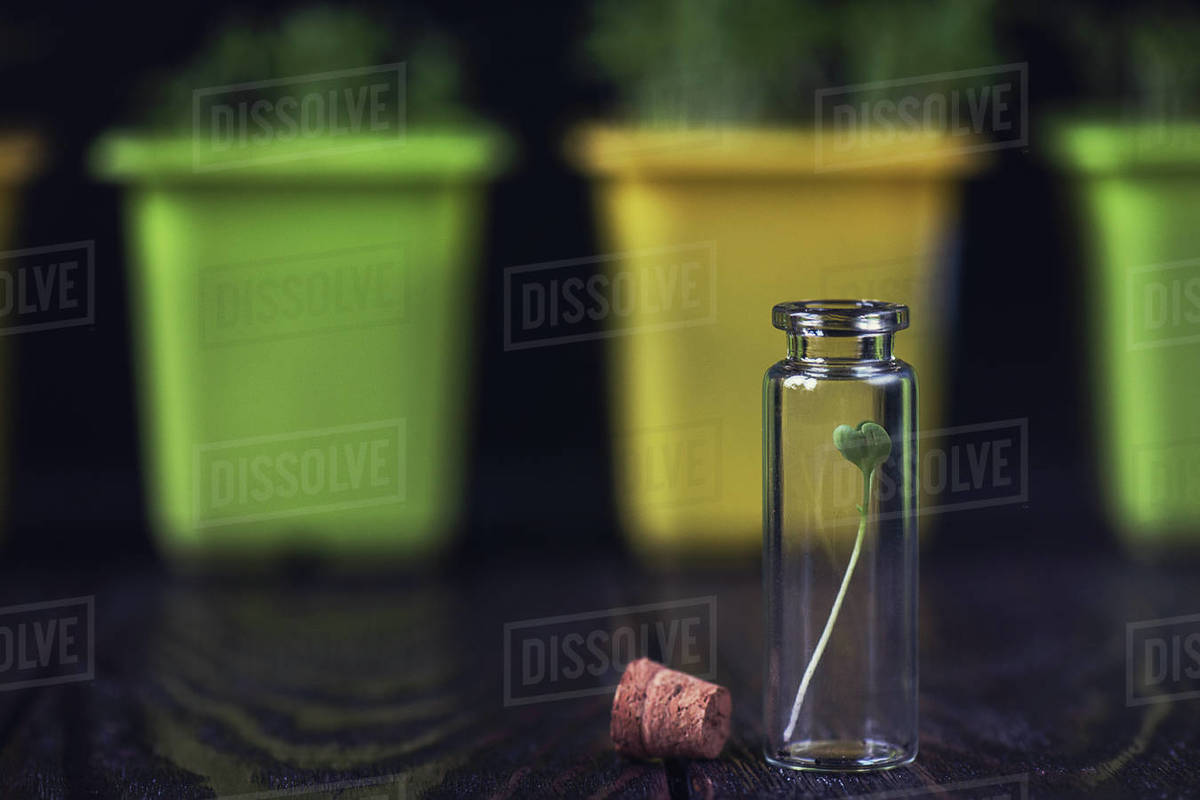 Rukkola plant in a test-tube, plant cultivation. Biotechnology of the ...