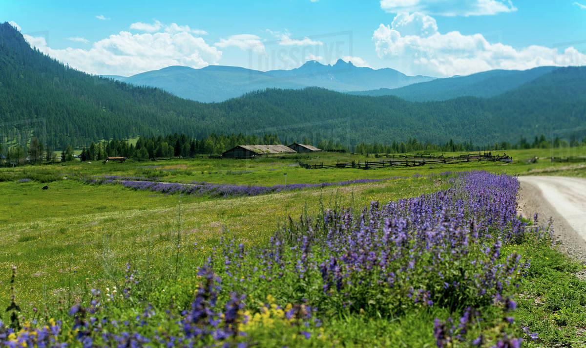 Rural road in mountains in Karakol valley, Altay, Siberia, Russia ...