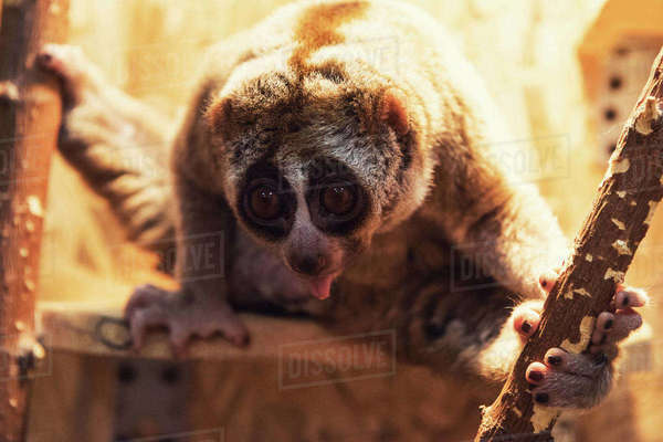 The beautiful slow loris closeup portrait - Stock Photo - Dissolve