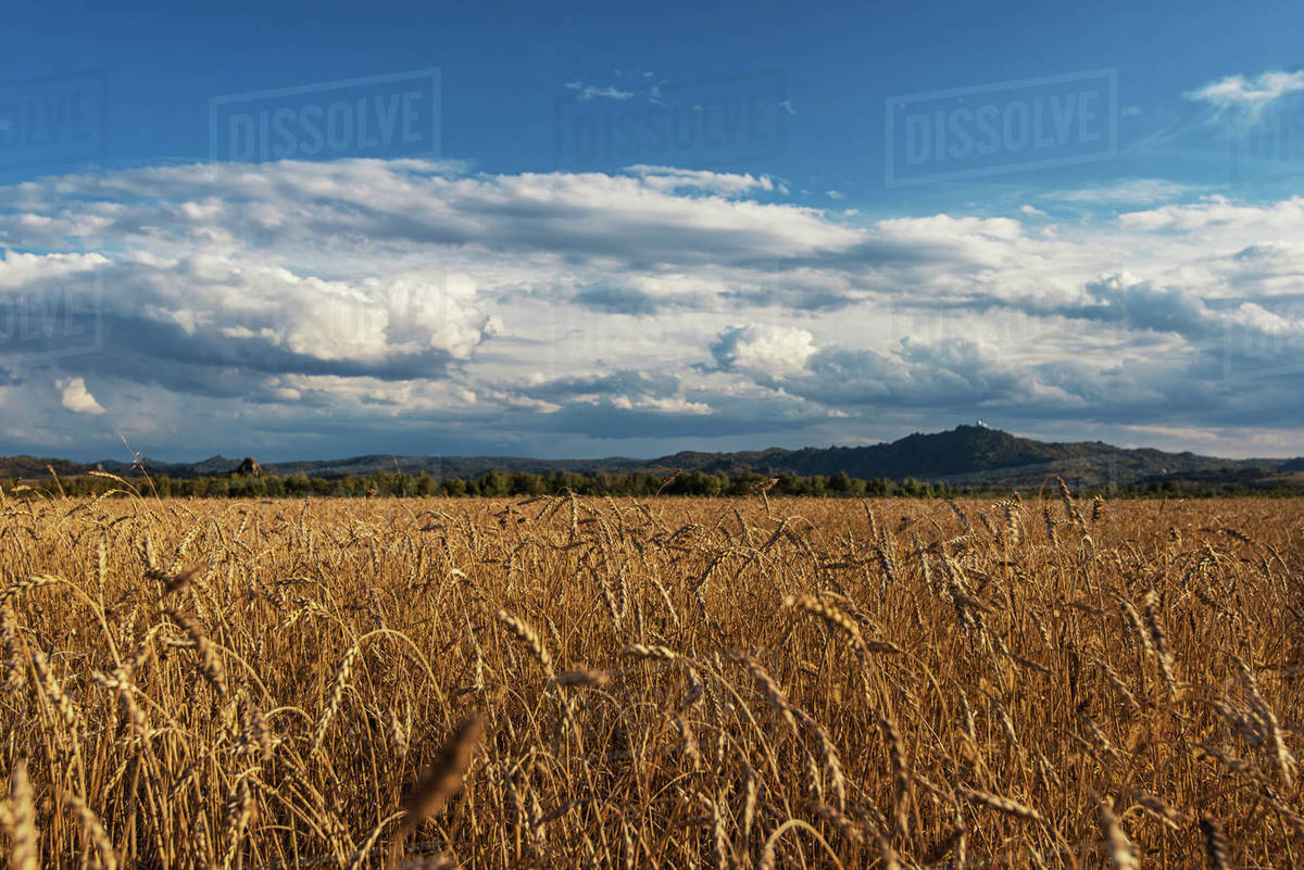 Wheat field in mountains on sunset - Royalty-free Stock Photo | Dissolve