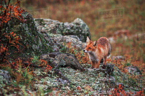 Curious red fox in its natural habitat. Altai nature reserve - Royalty ...