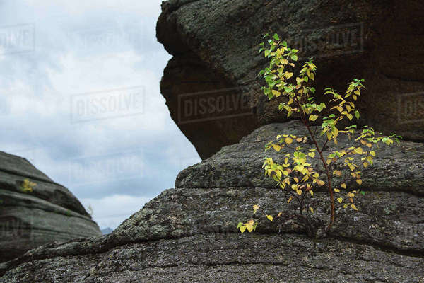 Little tree grows through the rocks - Royalty-free Stock Photo | Dissolve