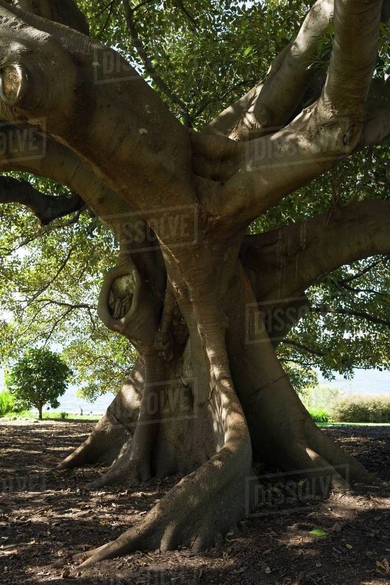 Huge tree with the massive trunk and multiple branches - Stock Photo ...