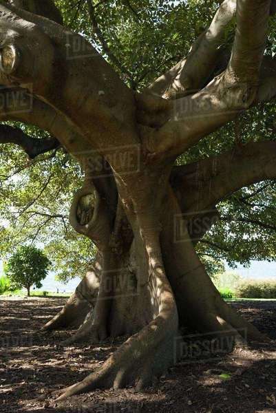 Huge tree with the massive trunk and multiple branches - Stock Photo ...