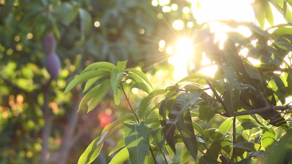 Mango leaves with mangoes hanging at background and sun shining at ...