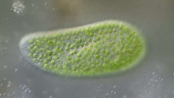 Paramecium bursaria and its symbiotic relationship with the green alga ...