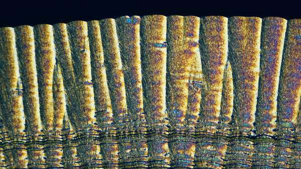 Timelapse polarised light microscope footage showing the growth of ...