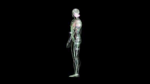 Animation of the nerve impulses in the human body travelling from the ...