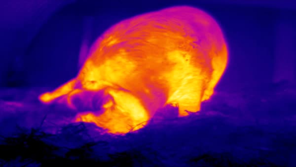 Thermographic timelapse footage of a pig building a nest. - HD Rights ...