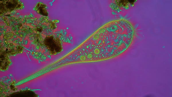 Ciliates on algae. Light microscope footage of ciliate protozoa moving ...