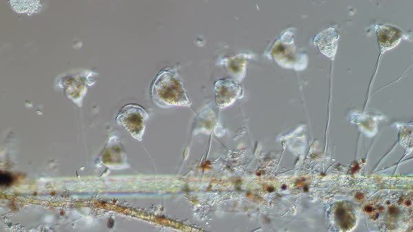 Vorticella. Light microscope footage of a group of Vorticella sp ...