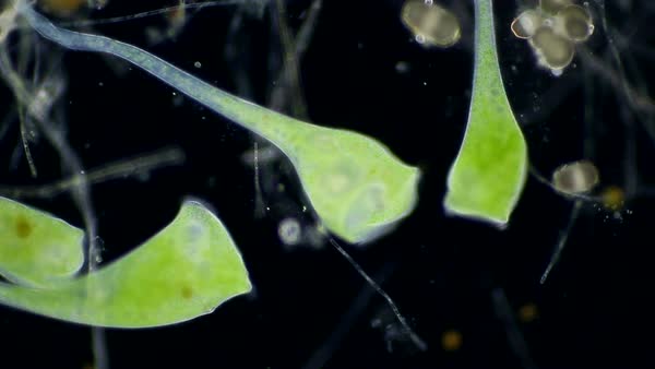 Ciliates on algae. Light microscope footage of ciliate protozoa moving ...