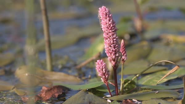 Pink flower of amphibious bistort (Persicaria amphibia) growing in a ...