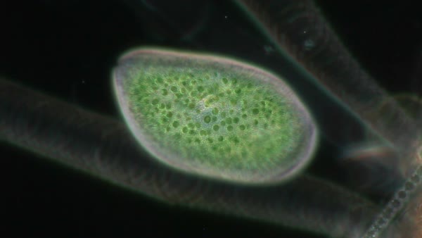 Light microscope footage of Synura sp. algae colonies. Synura (from the ...