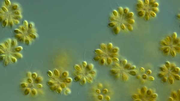 Golden algae. Animated polarised light micrograph of a colony of ...