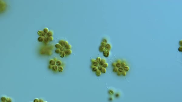 Golden algae. Animated polarised light micrograph of a colony of ...