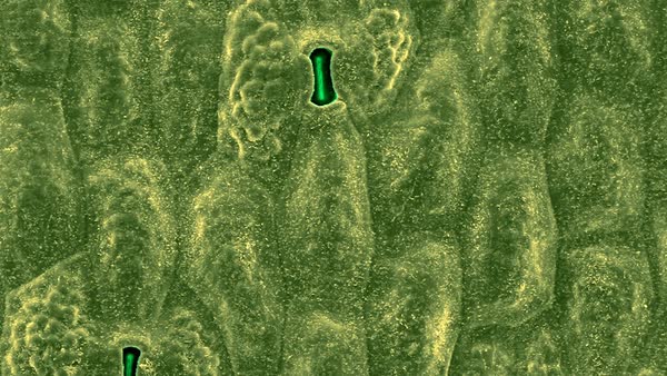 Stem surface of a prickly pear cactus (Opuntia spp.) showing sunken ...