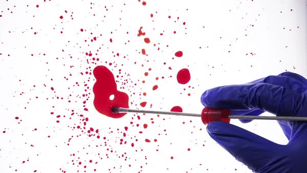 Forensic scientist wearing latex glove taking a swab of blood ...