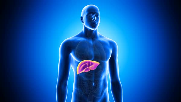 Human body rotating against a blue background showing the liver ...
