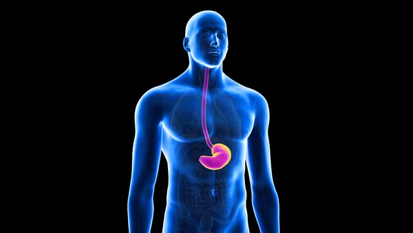 Human body rotating against a black background showing the stomach ...