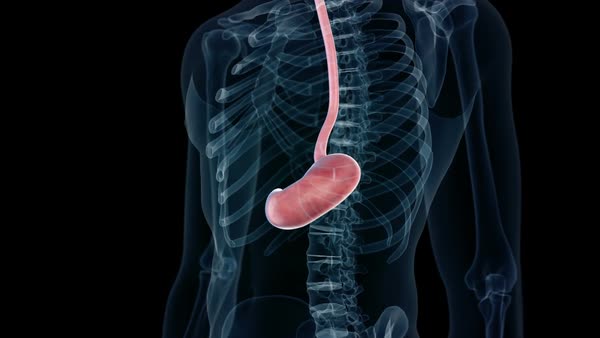 Human body rotating against a black background showing the stomach ...