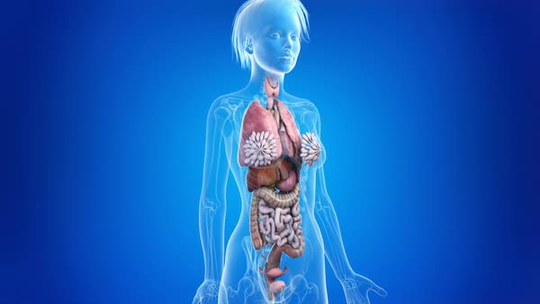 Female body rotating against a blue background, zoom in to the internal ...